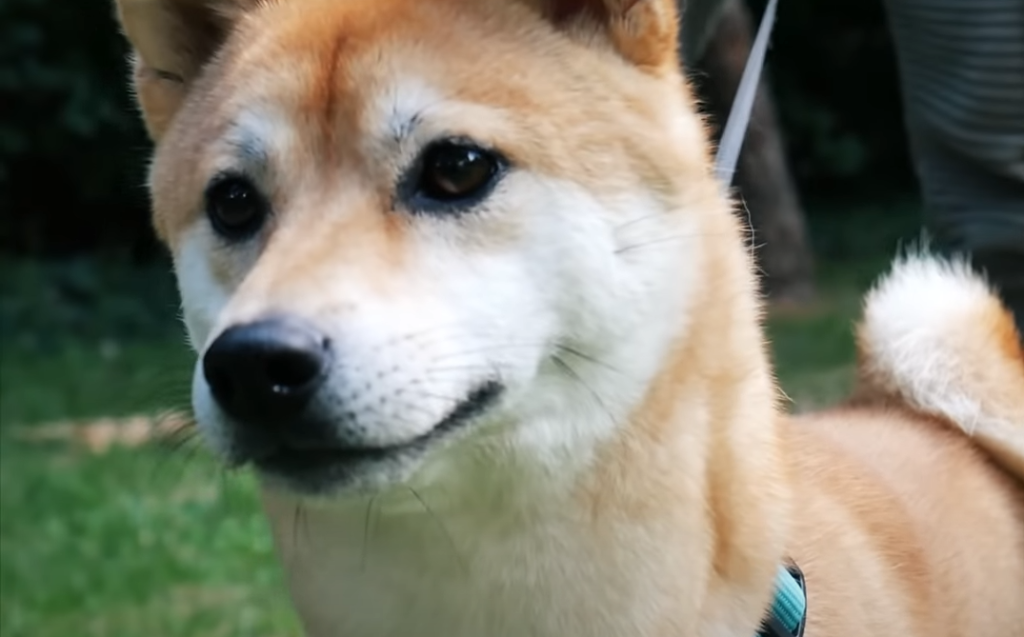 Shiba Inu : Tout ce que vous devez savoir sur cette race